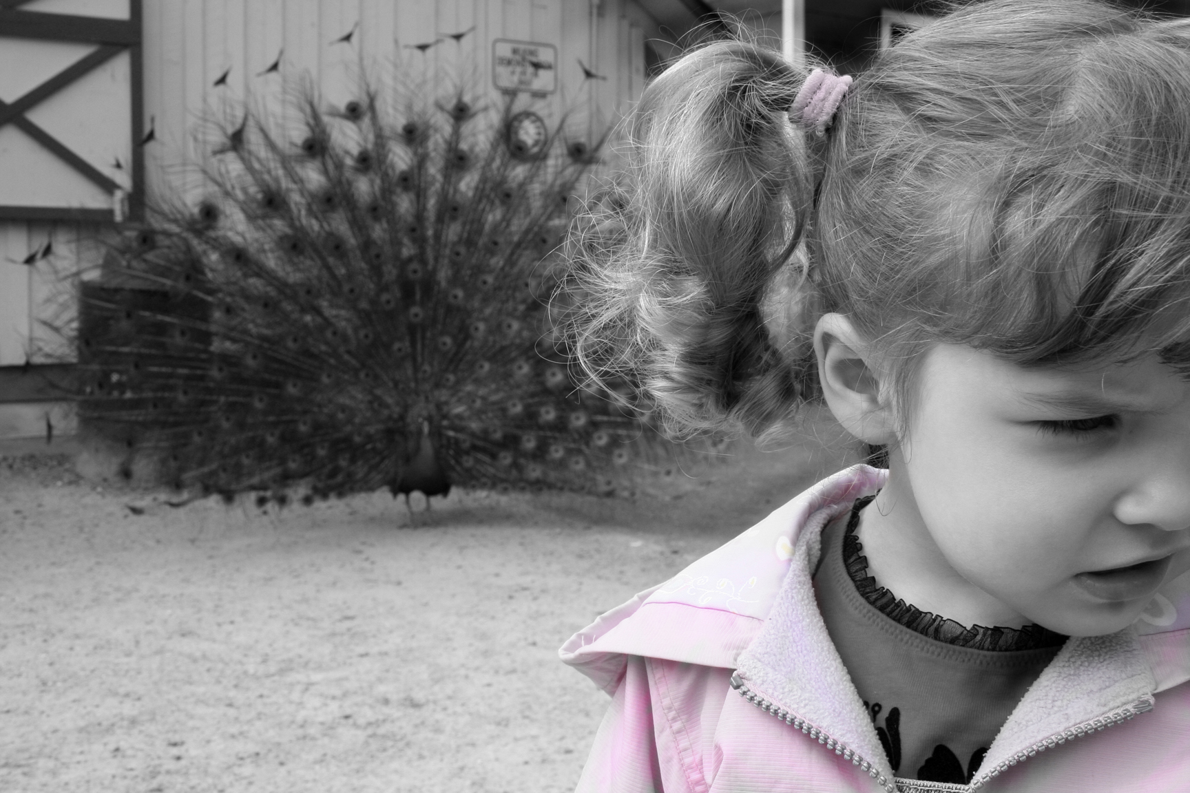 John C. Hill Animation Artist